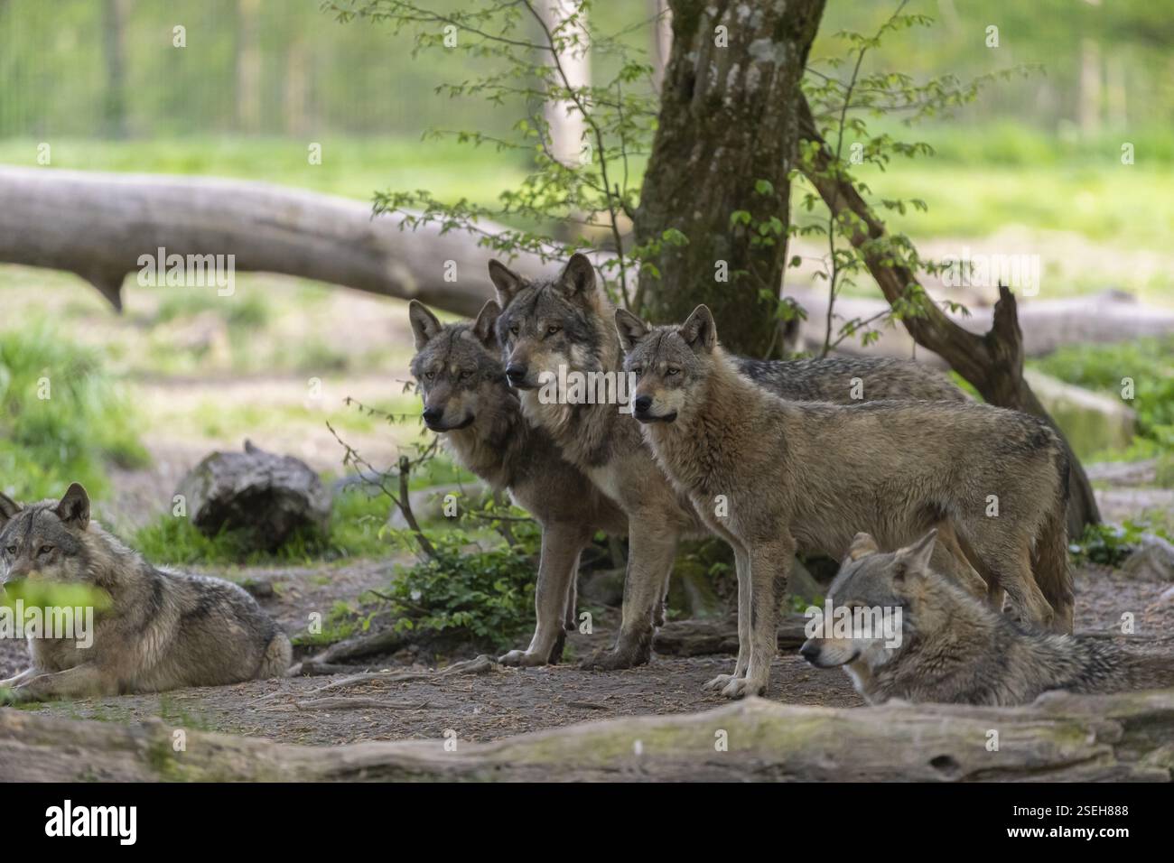 Group of five eurasian gray wolves (Canis lupus lupus) standing in an ...