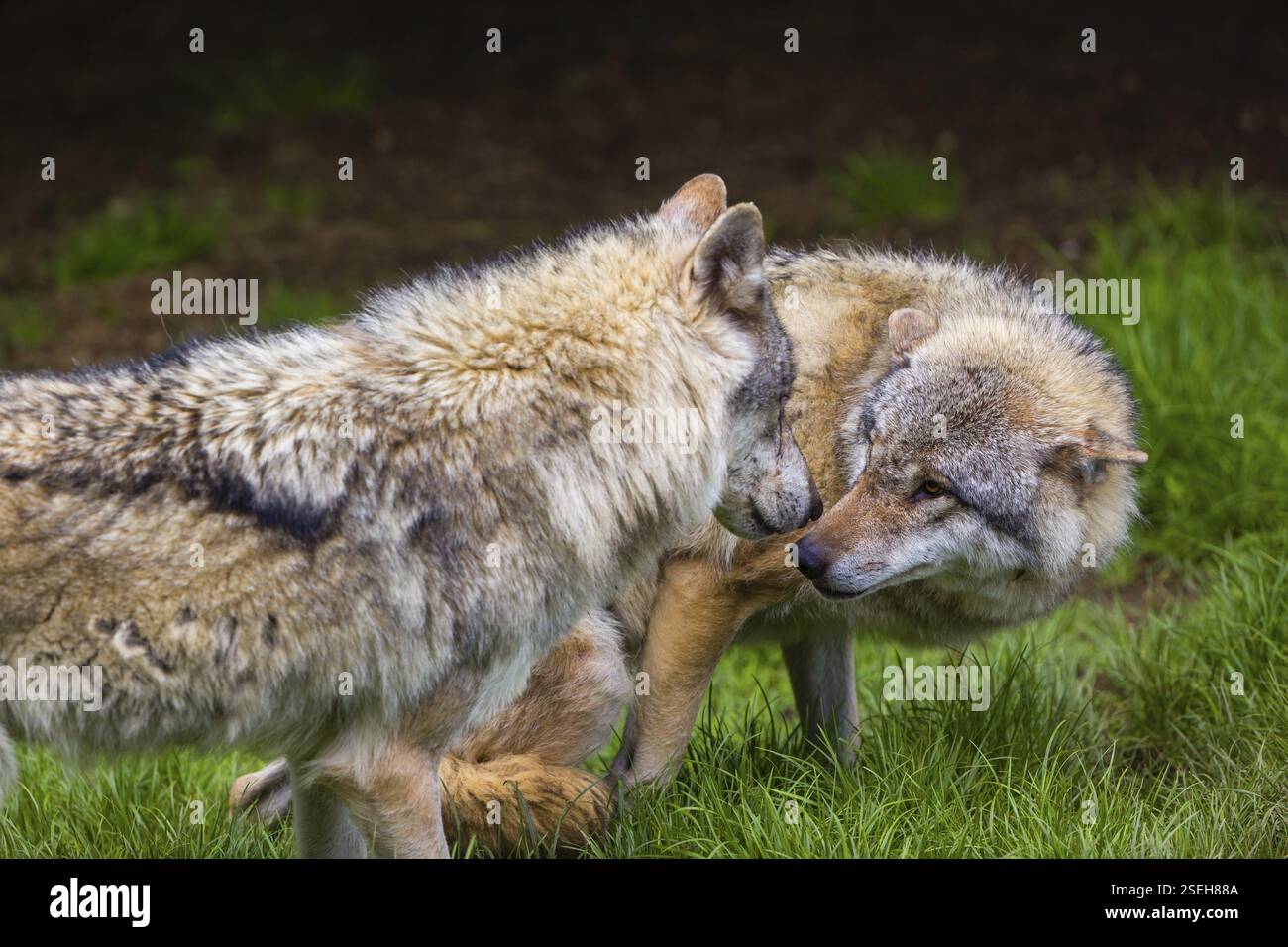 Two adult male eurasian gray wolves (Canis lupus lupus), playing Stock ...