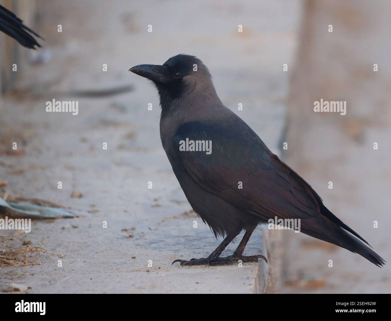 House Crow (Corvus splendens), Aves, Kupondole, Lalitpur 44600, Nepal ...