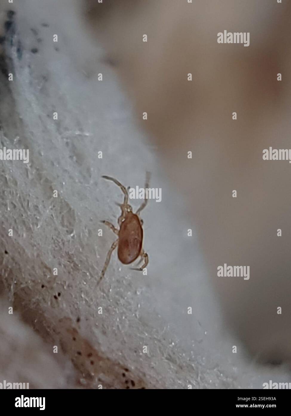 Mites and Ticks (Acari), Arachnida, Cupertino, CA, USA Stock Photo - Alamy