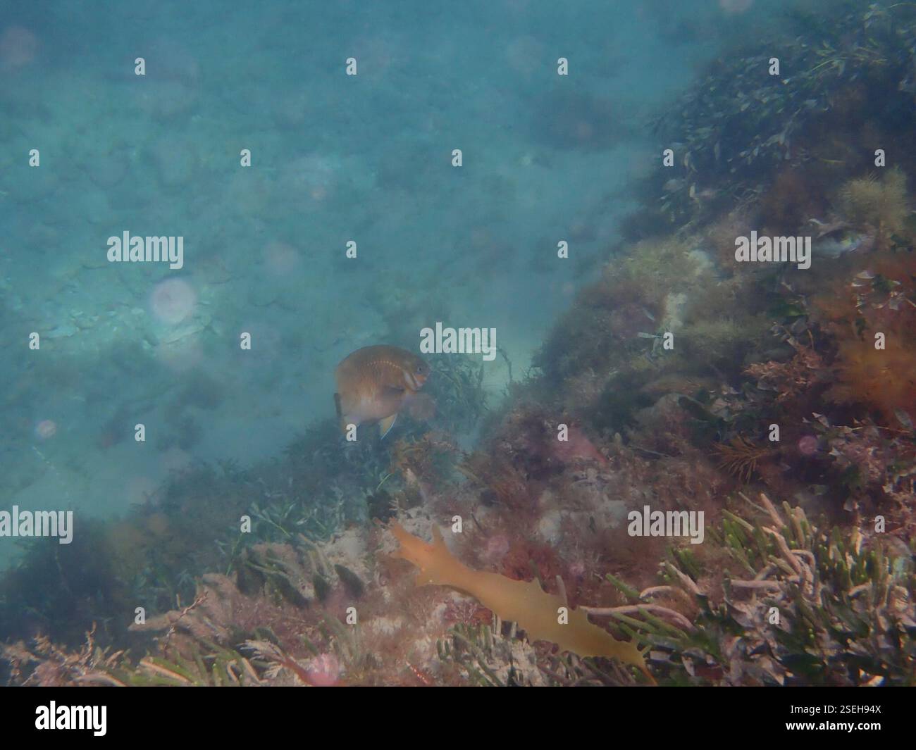 Scalyfin (Parma victoriae), Actinopterygii, Queenscliff VIC 3225 ...