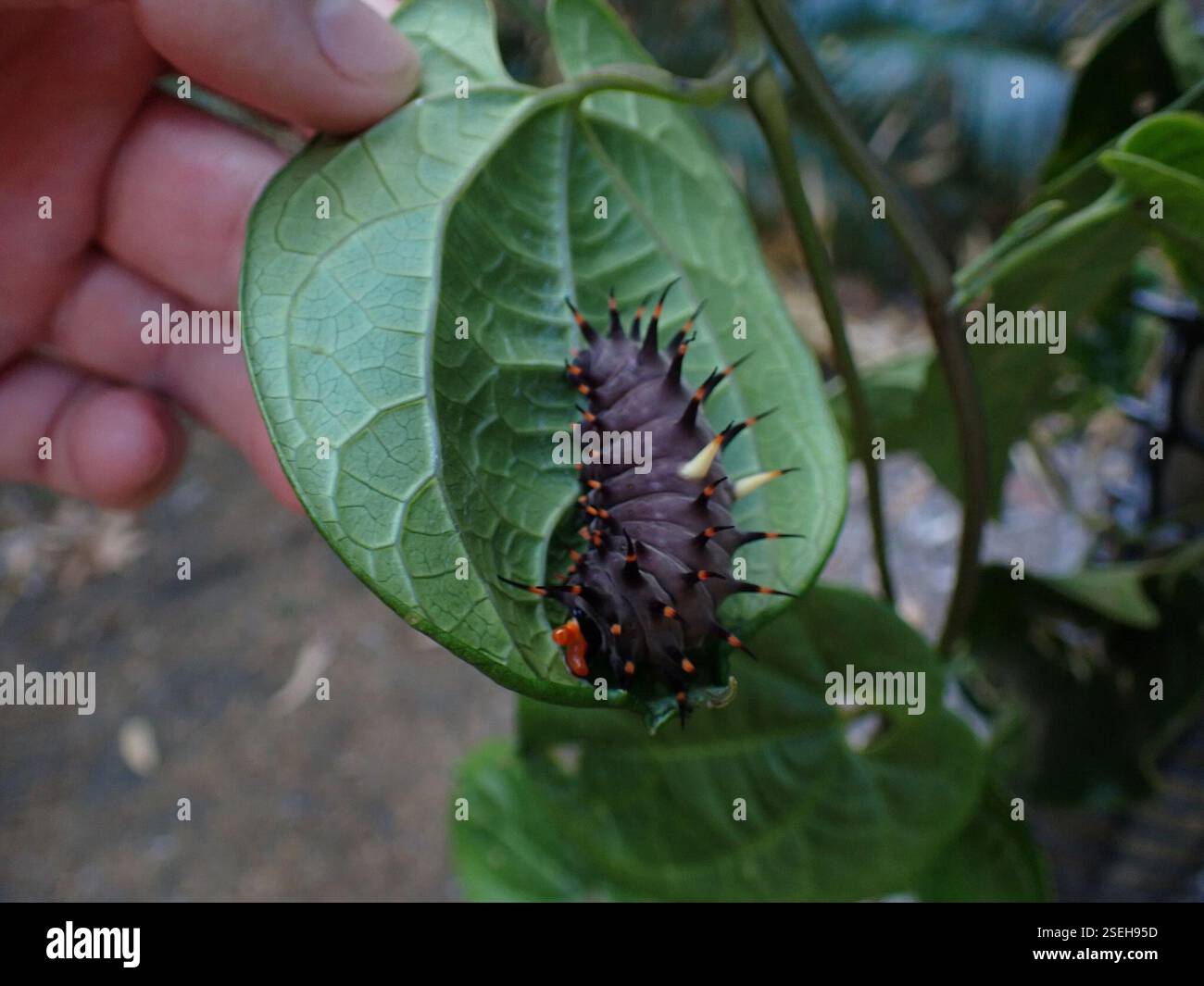 Cairns Birdwing (Ornithoptera euphorion), Insecta, Cooktown QLD 4895 ...