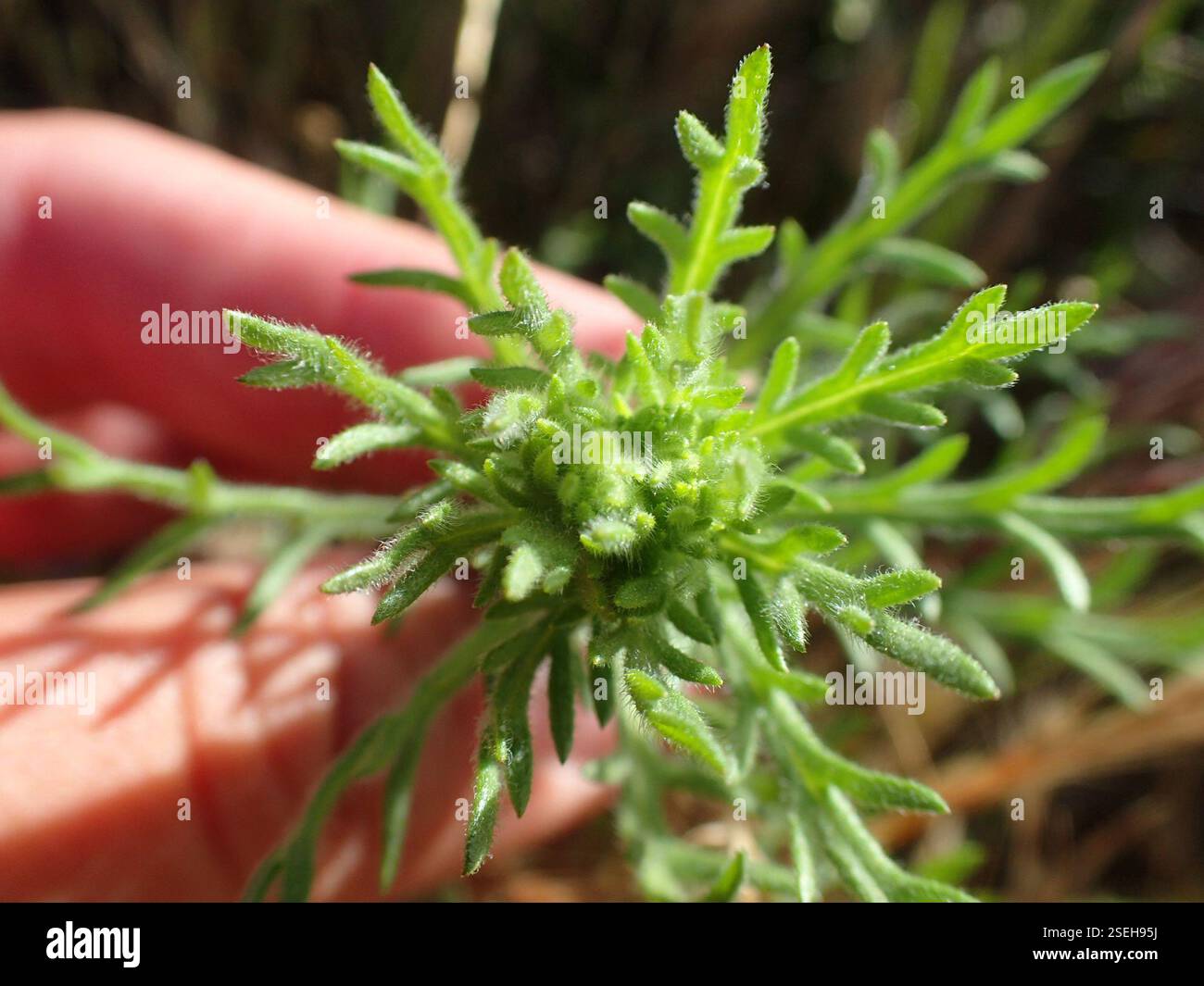 gaviota tarplant (Deinandra increscens villosa), Plantae, Santa Barbara ...