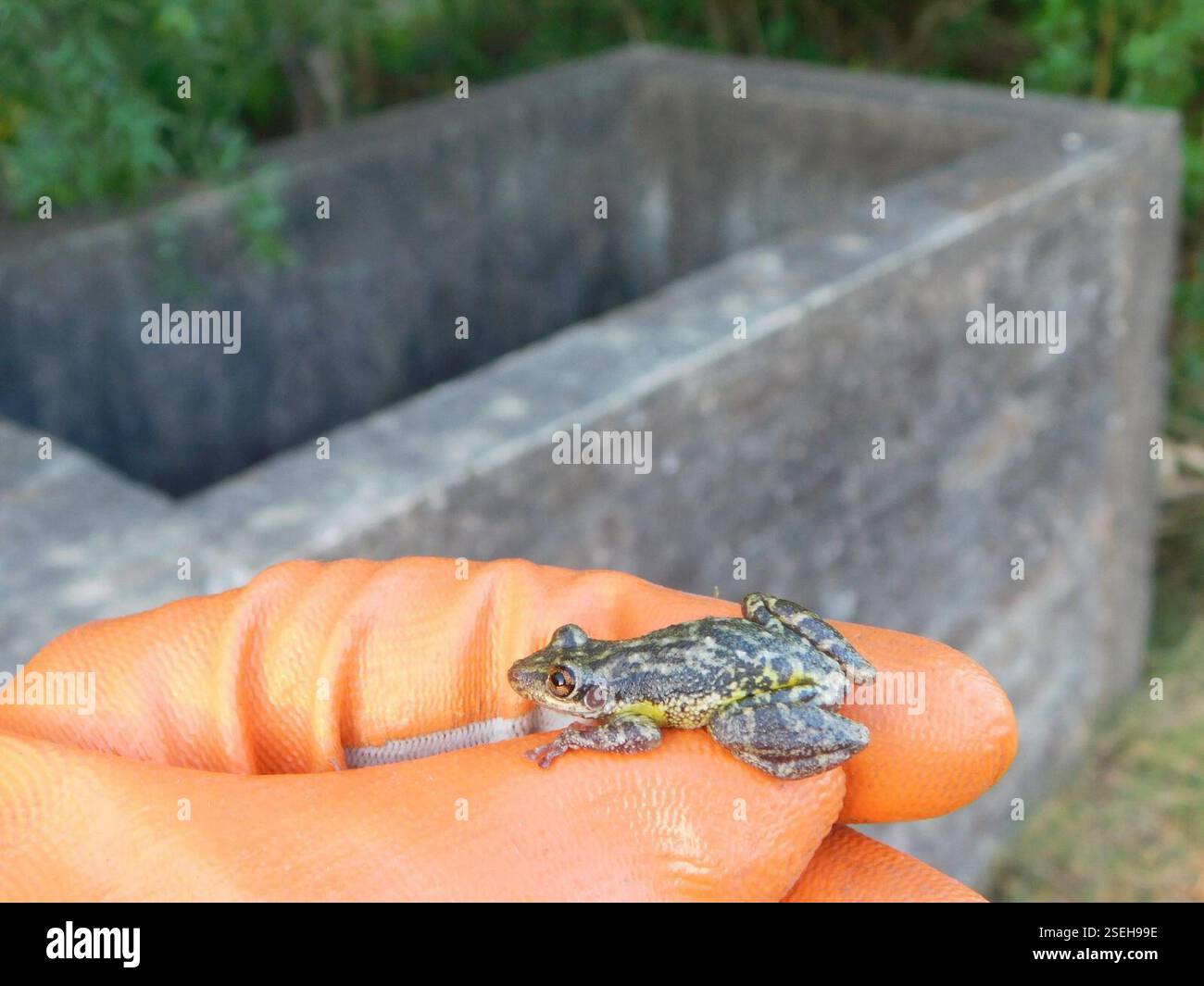Fuscous-blotched Snouted Tree Frog (Scinax fuscovarius), Amphibia ...