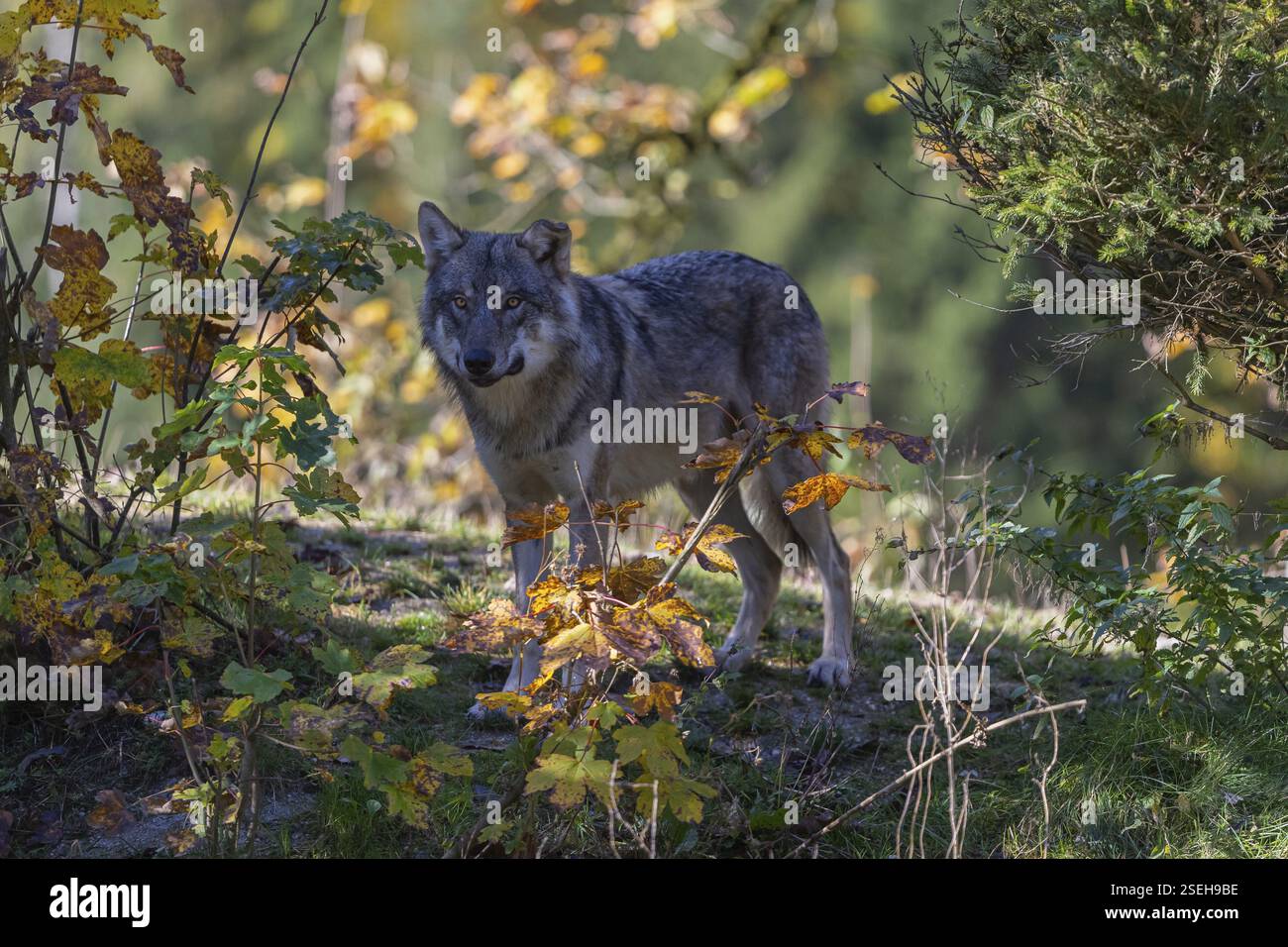 One eurasian gray wolf (Canis lupus lupus) standing on a small hill ...