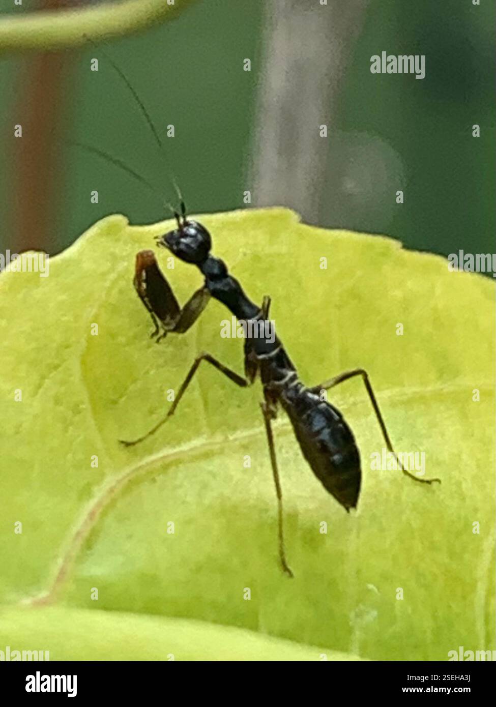 Asian Ant Mantis (Odontomantis planiceps), Insecta, Langkawi Island ...