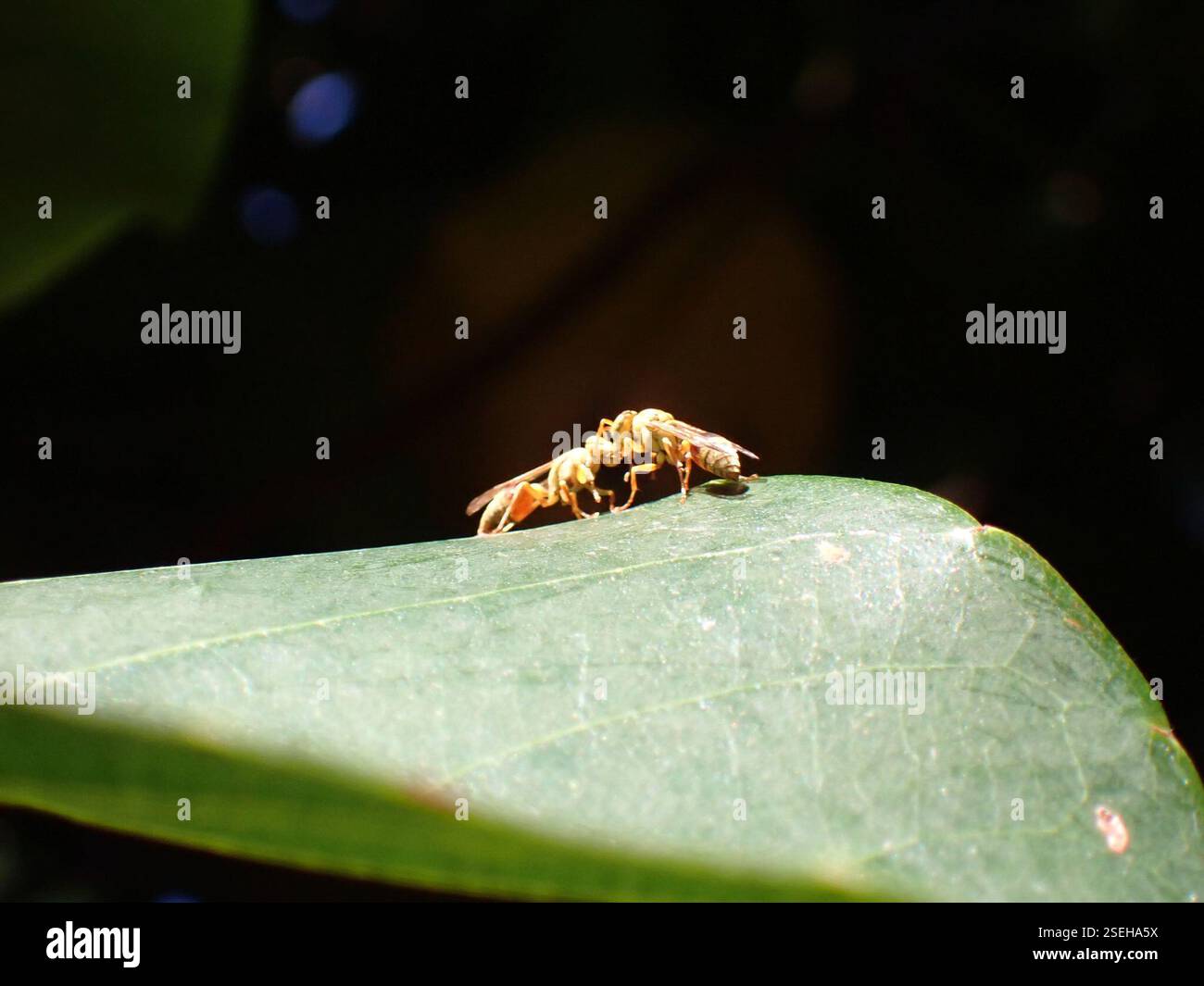 Paper Wasps (Polistinae), Insecta, Cooktown QLD 4895, Australia Stock ...