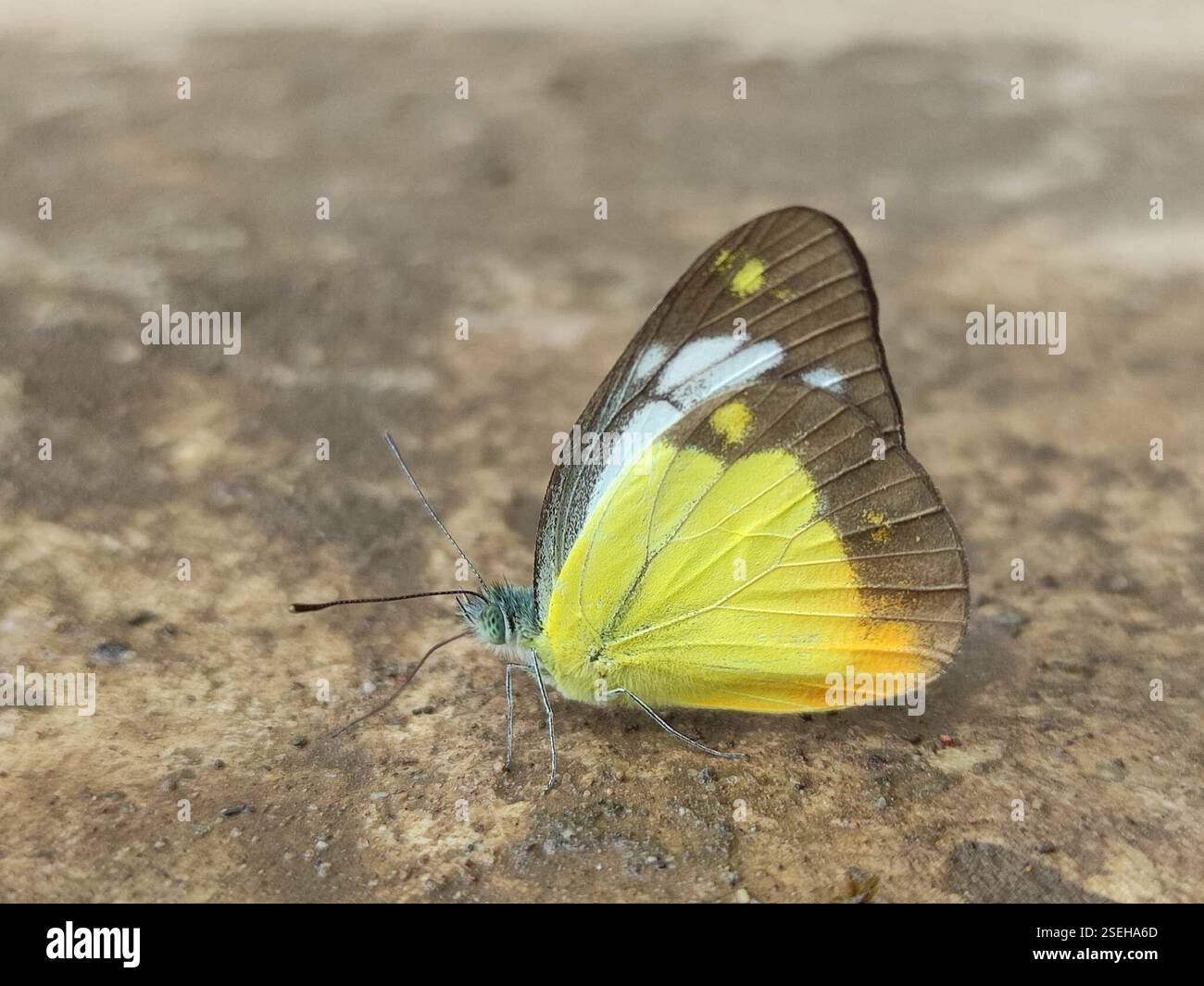 Orange Gull (Cepora iudith), Insecta, Hpa-An Stock Photo - Alamy