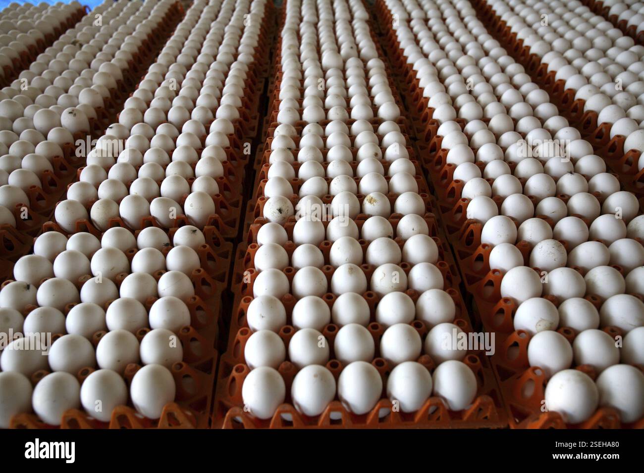 Eggs laid by hens in poultry farm, Sangli, Maharashtra, India, Asia ...