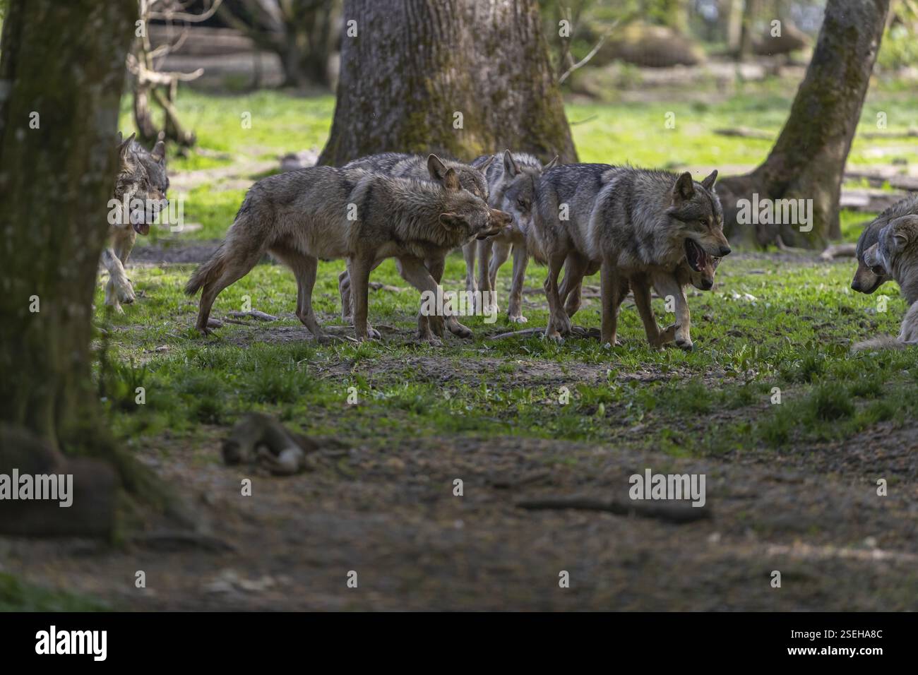 Group of nine eurasian gray wolves (Canis lupus lupus) standing in an ...