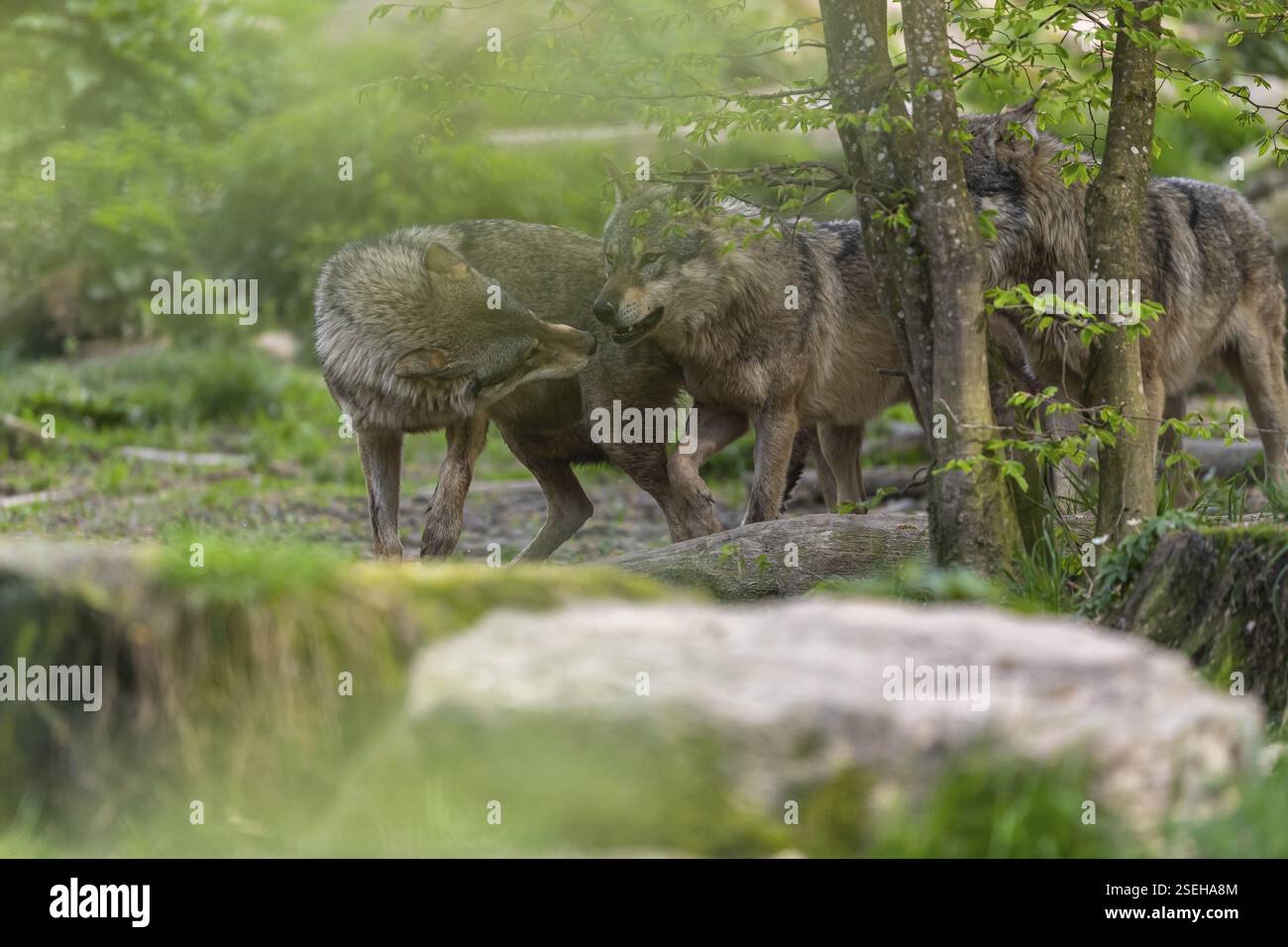 Group of three eurasian gray wolves (Canis lupus lupus) standing in an ...