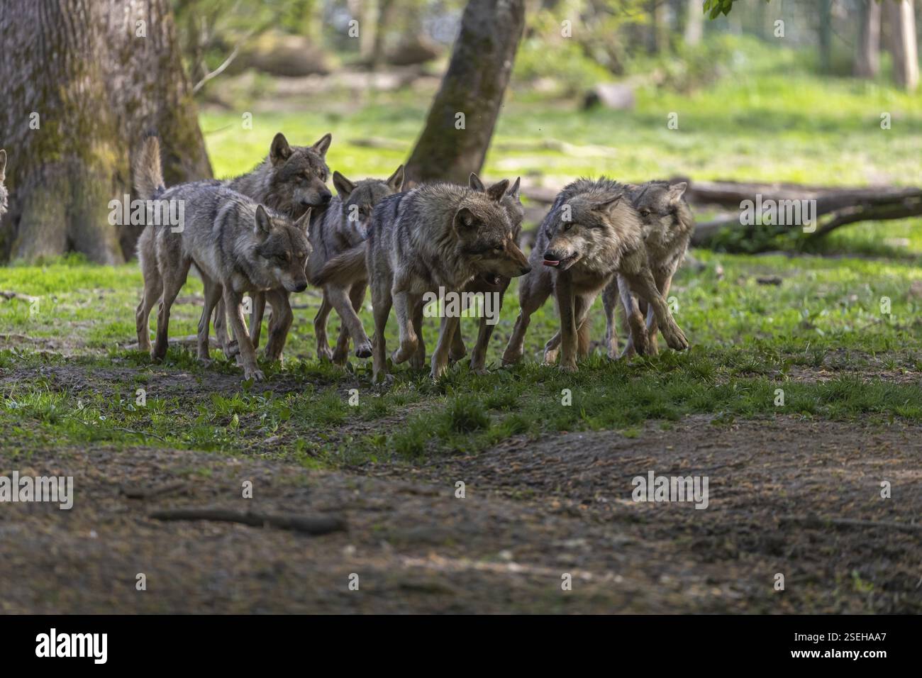 Group of seven eurasian gray wolves (Canis lupus lupus) standing in an ...