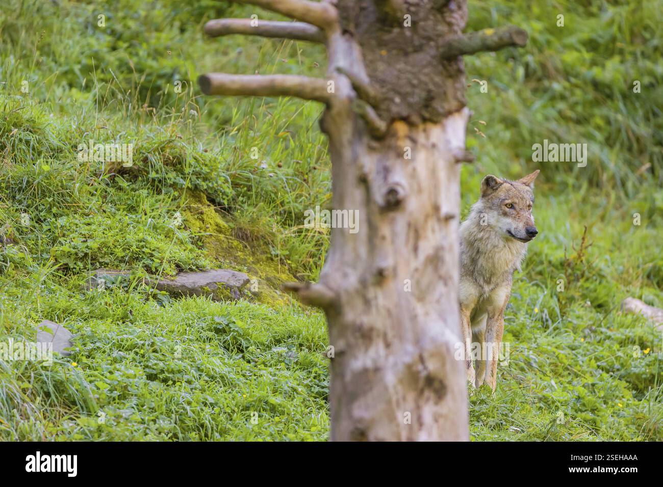 An adult male eurasian gray wolf (Canis lupus lupus) stands on hilly ...