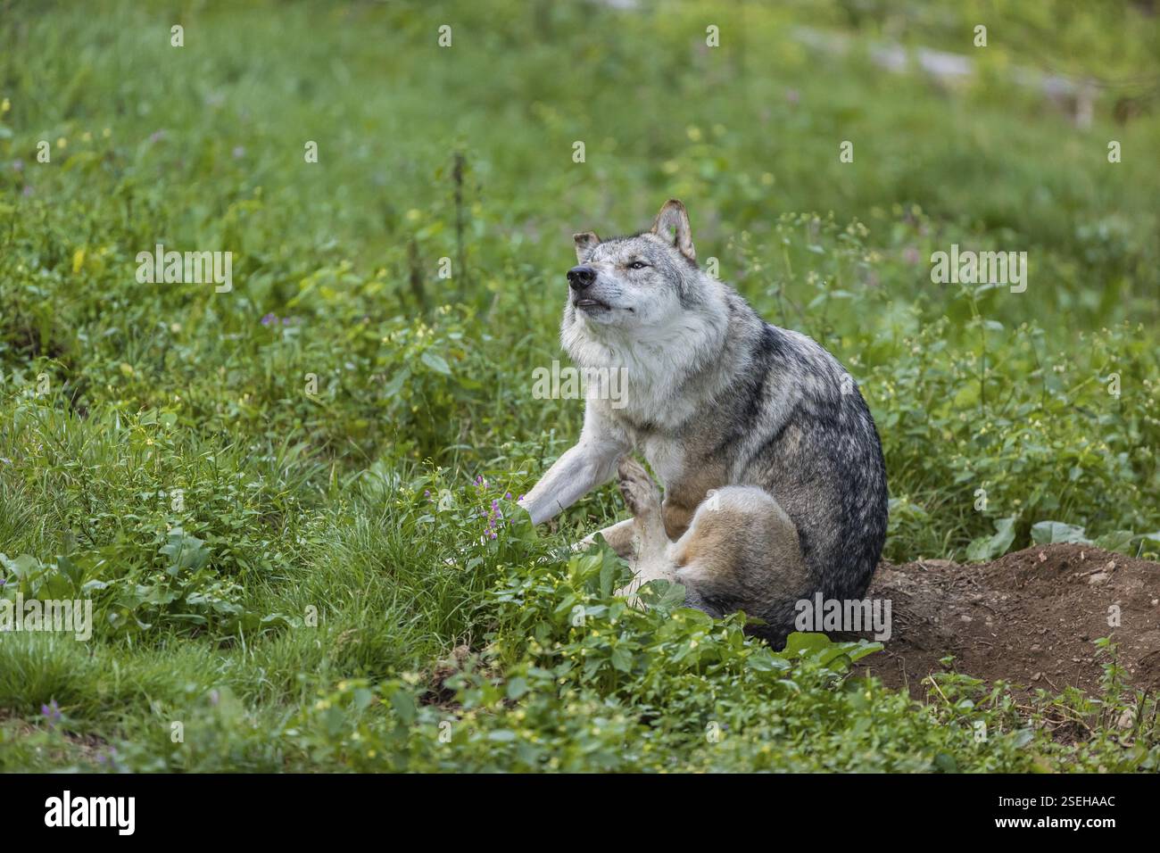 One adult male eurasian gray wolf (Canis lupus lupus) scratching ...