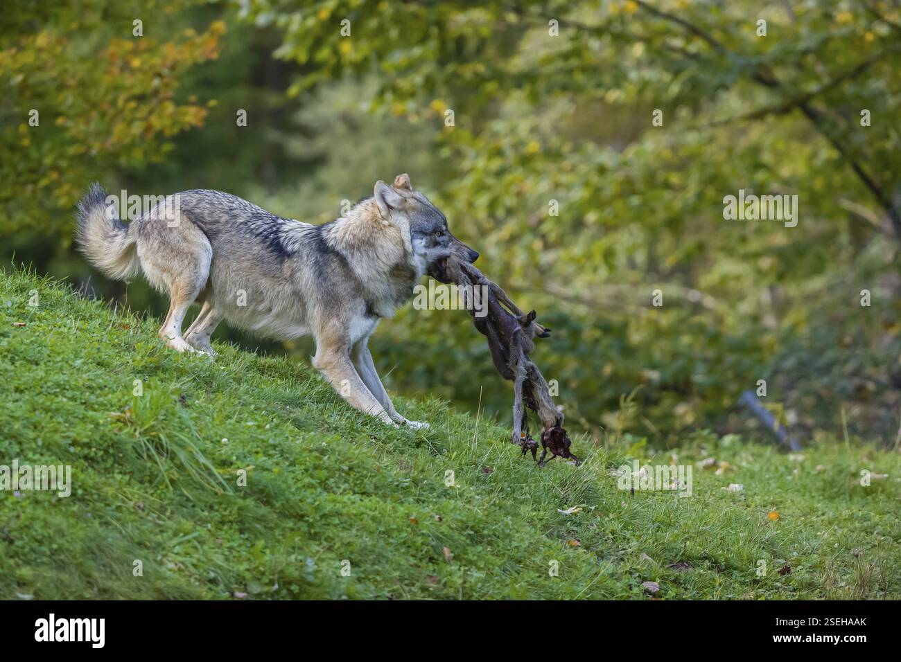 One eurasian gray wolf (Canis lupus lupus) stands on a hill and plays ...