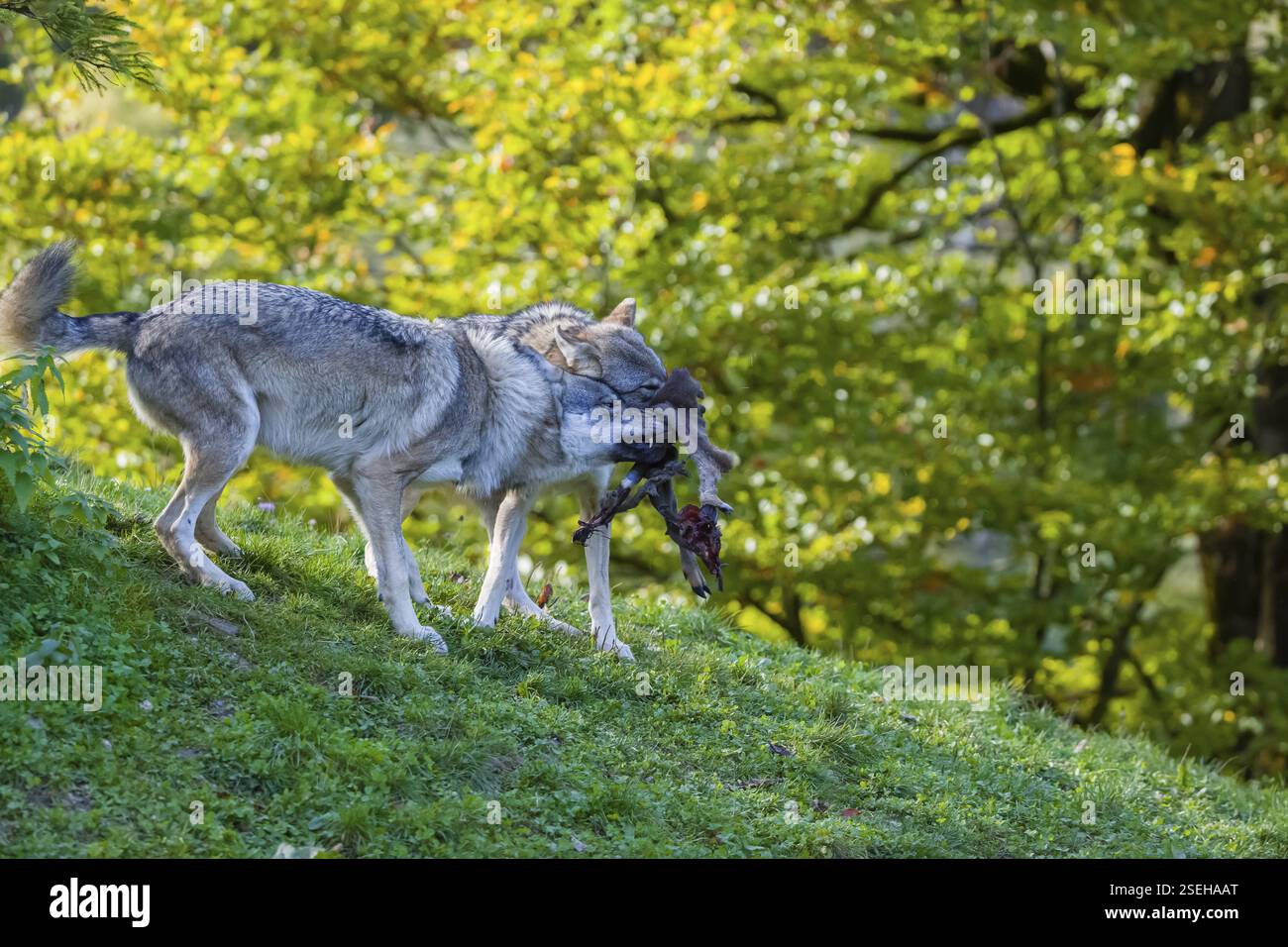 Two Eurasian gray wolves (Canis lupus lupus) standing on a hill, fighting over food, the leg of ...