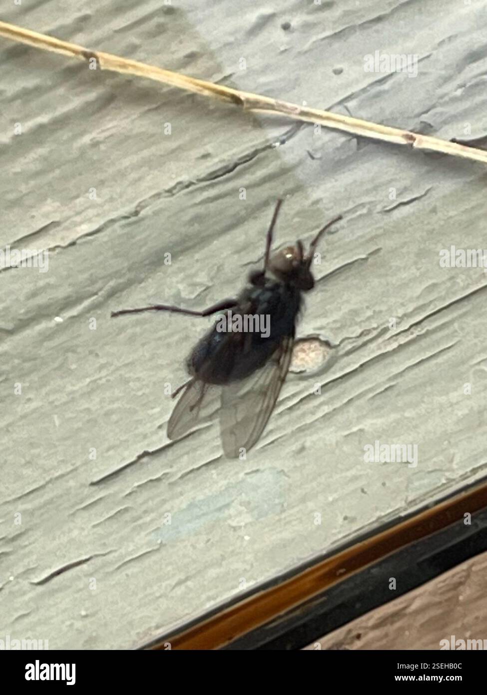 Shiny Blue Bottle Fly (Cynomya cadaverina), Insecta, South Llano River ...