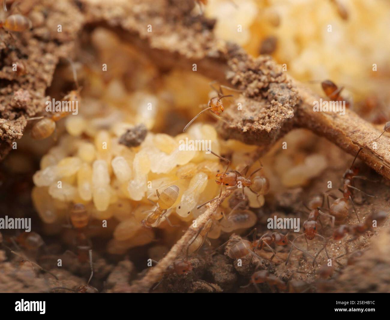 (Forelius mccooki), Insecta, La Paz, Baja California Sur, Mexiko Stock ...