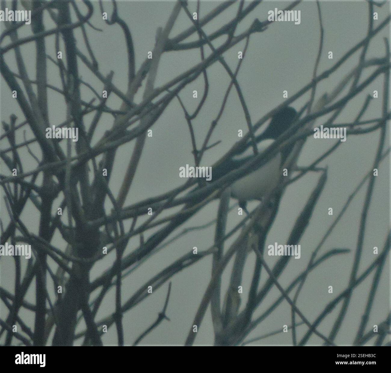 Black-billed Magpie (Pica hudsonia), Aves, Okanagan-Similkameen, BC ...