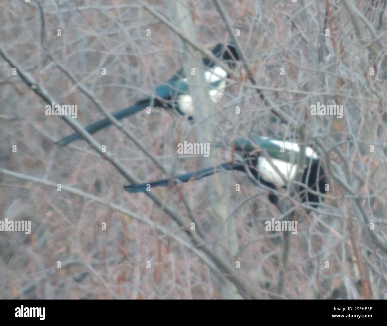 Black-billed Magpie (Pica hudsonia), Aves, Okanagan-Similkameen, BC ...