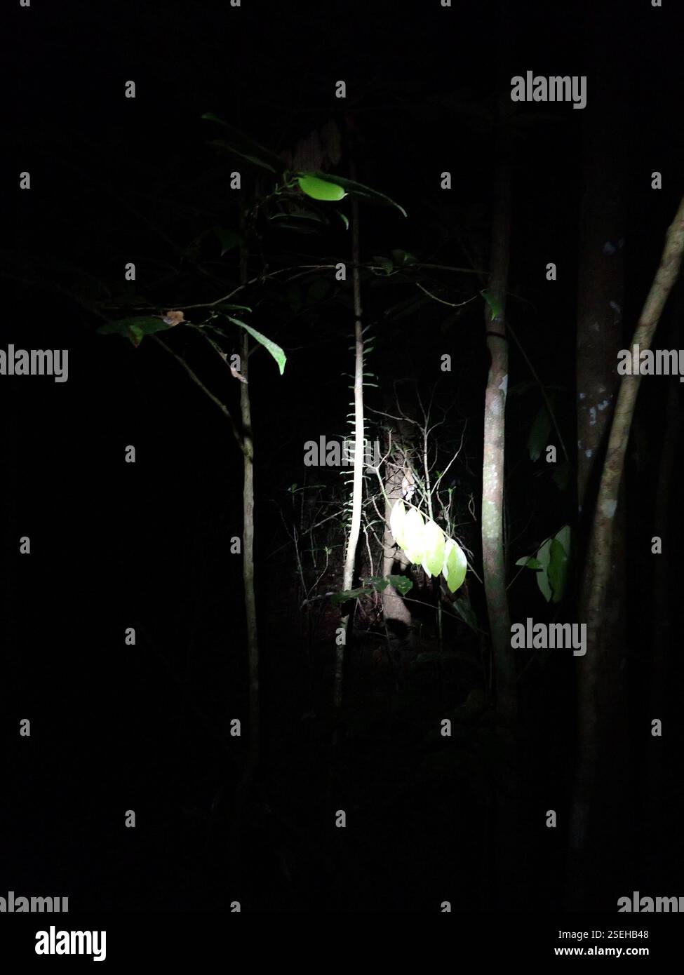 candle vine (Pothos longipes), Plantae, Wongabel QLD 4883, Australia ...