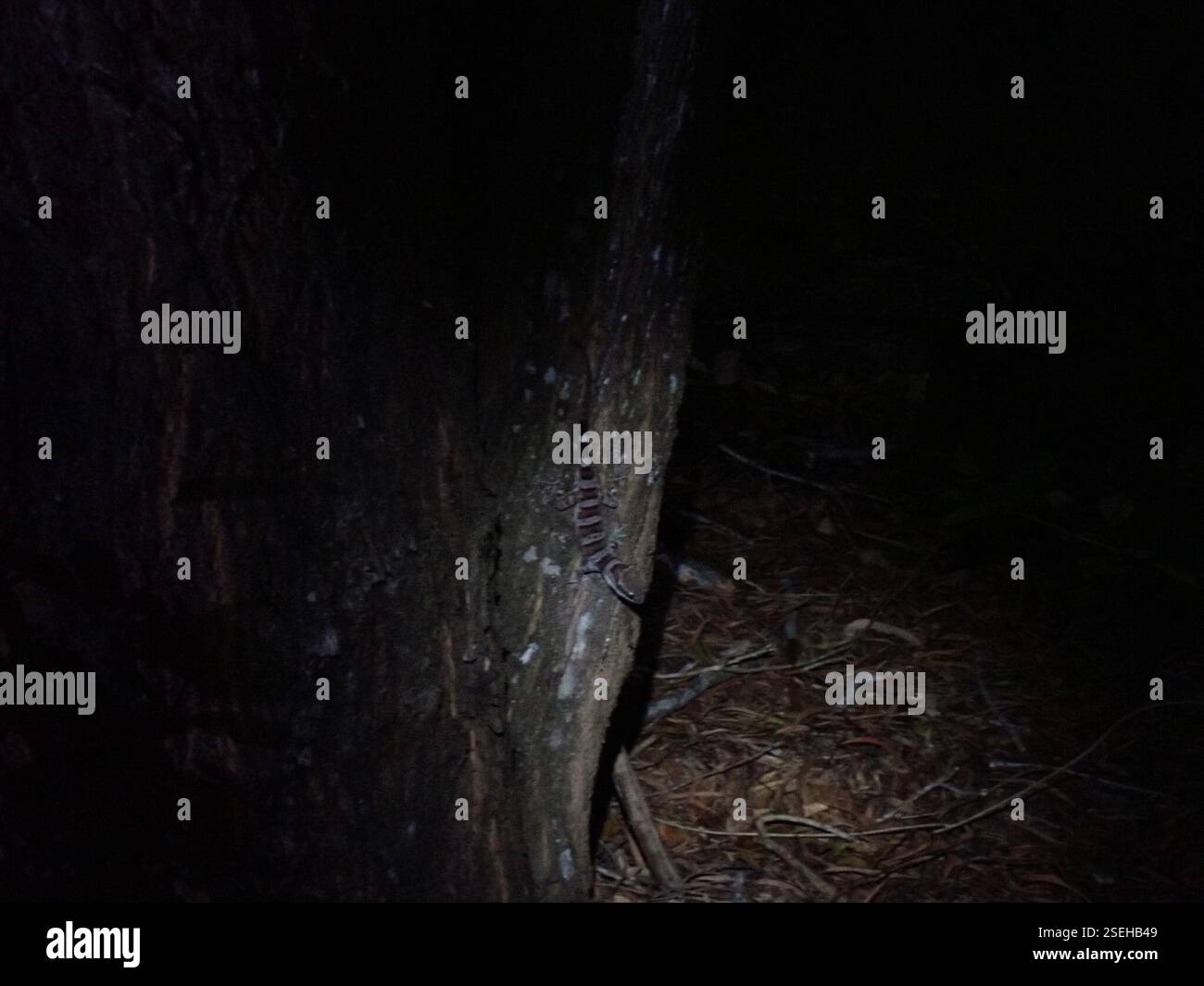 Tuberculated Ring-tailed Gecko (Cyrtodactylus tuberculatus), Reptilia ...
