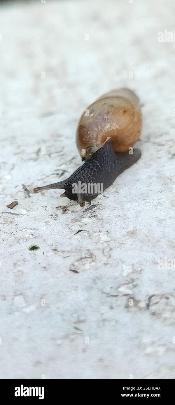 Decollate Snail (Rumina decollata), Mollusca, Otay Constituyentes ...