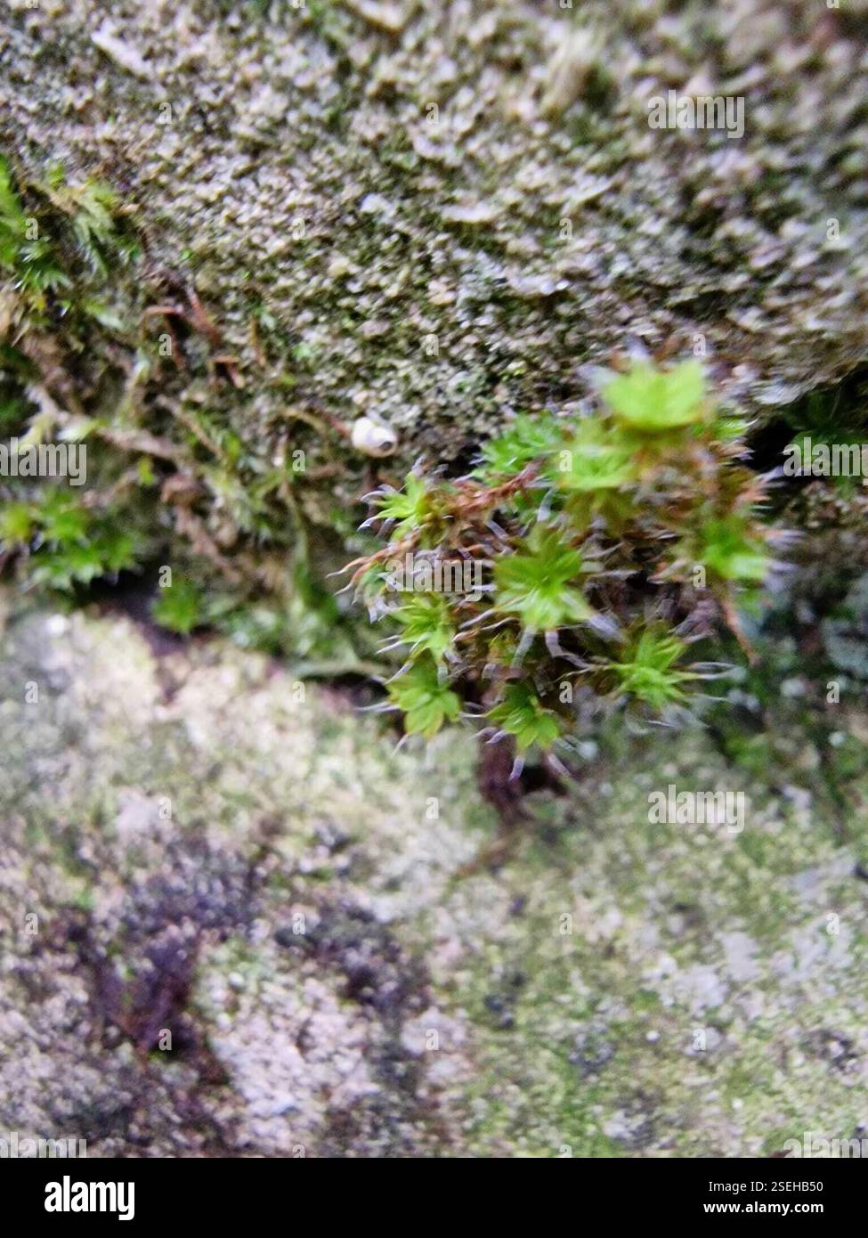 Star Moss (Syntrichia ruralis), Plantae, Stanmer Church Stanmer Village ...