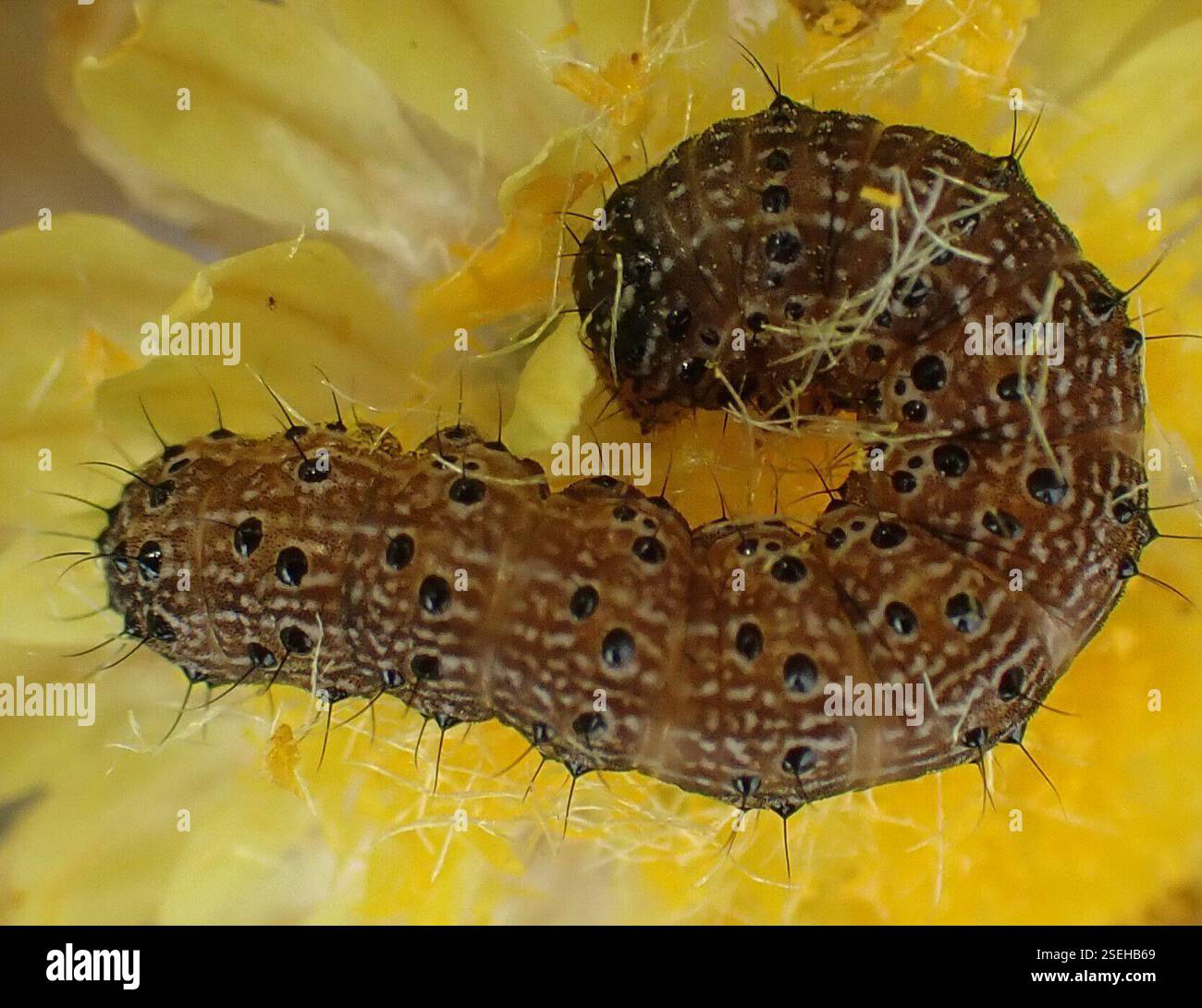 (Helicoverpa), Insecta, Tasmania, AU, maybe Stock Photo - Alamy