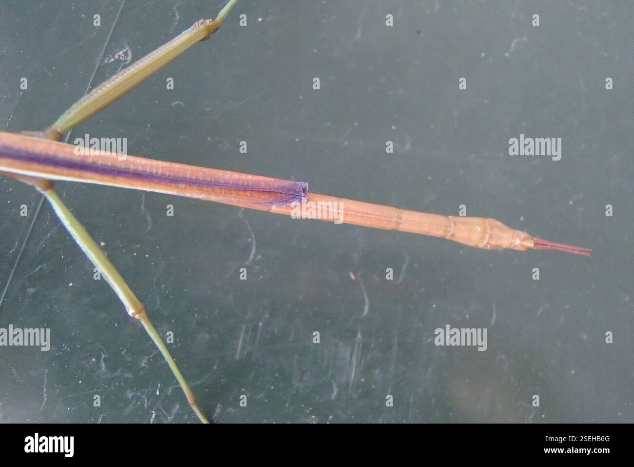 Spur Legged Phasmid (Didymuria violescens), Insecta, 62 Railway Parade ...