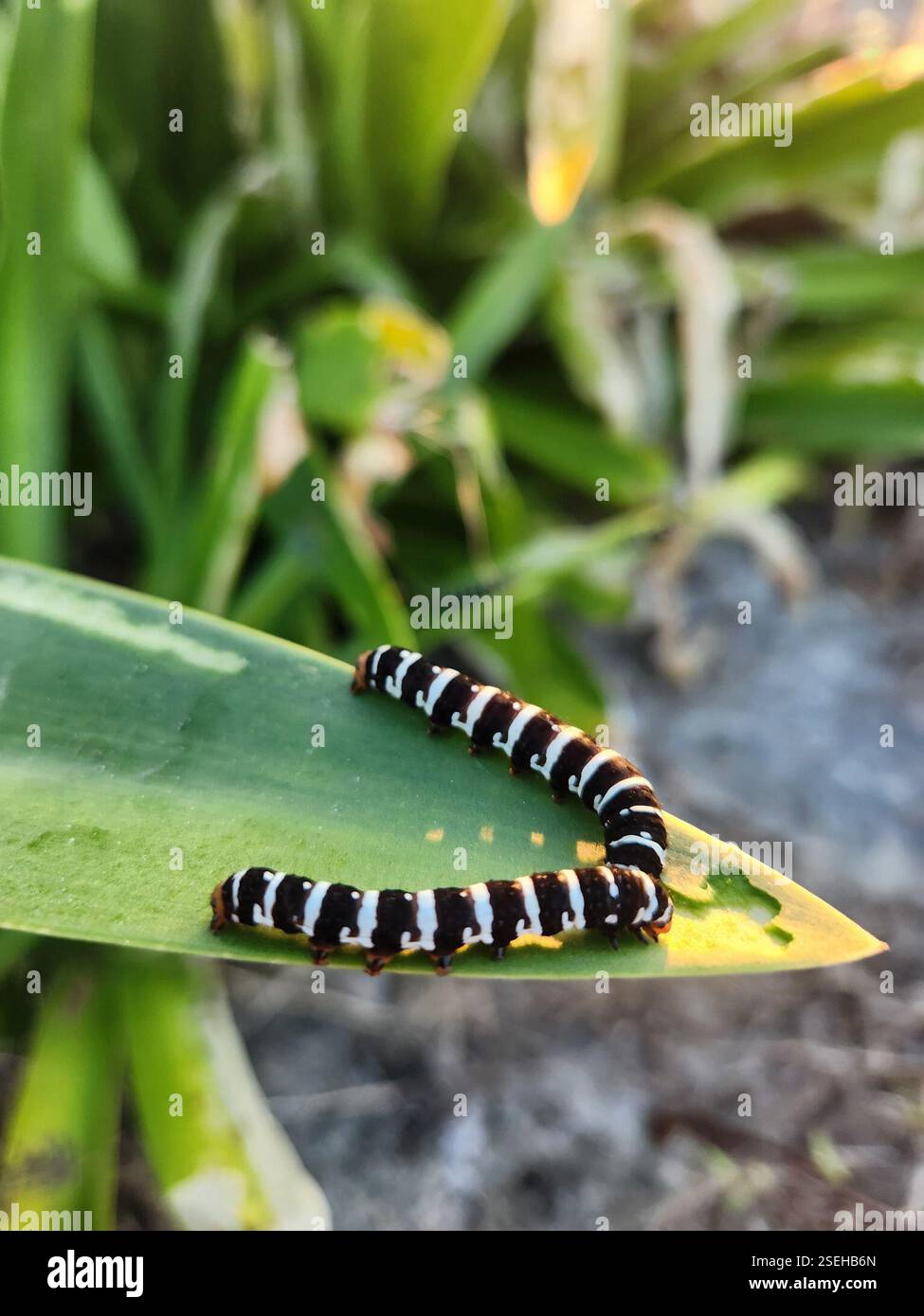Spanish Moth (Xanthopastis regnatrix), Insecta, Dry Tortugas National ...