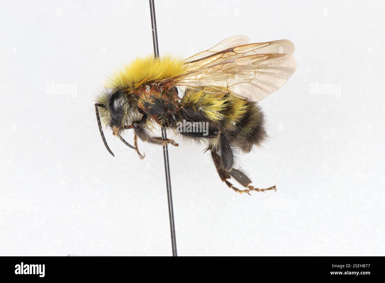 Perplexing Bumble Bee (Bombus perplexus), Insecta, Thunder Bay District ...