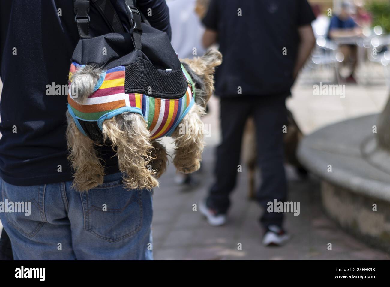 Detail of a small dog inside a dog carrier backpack taking a walk Stock ...