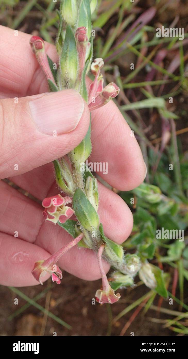 Short-tube Drumsticks (Zaluzianskya microsiphon), Plantae, Highmoor ...