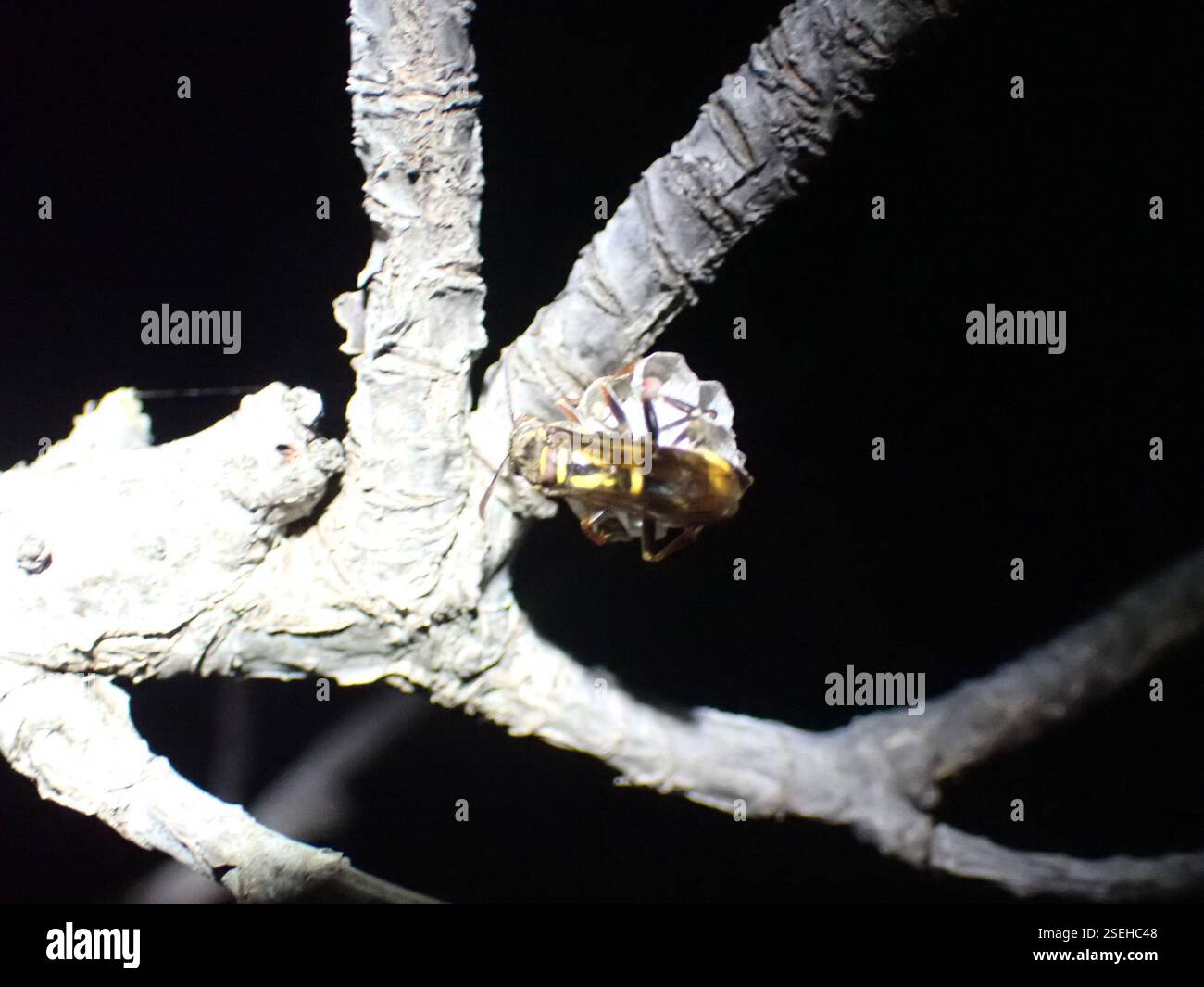 Paper Wasps (Polistinae), Insecta, Cooktown QLD 4895, Australia Stock ...