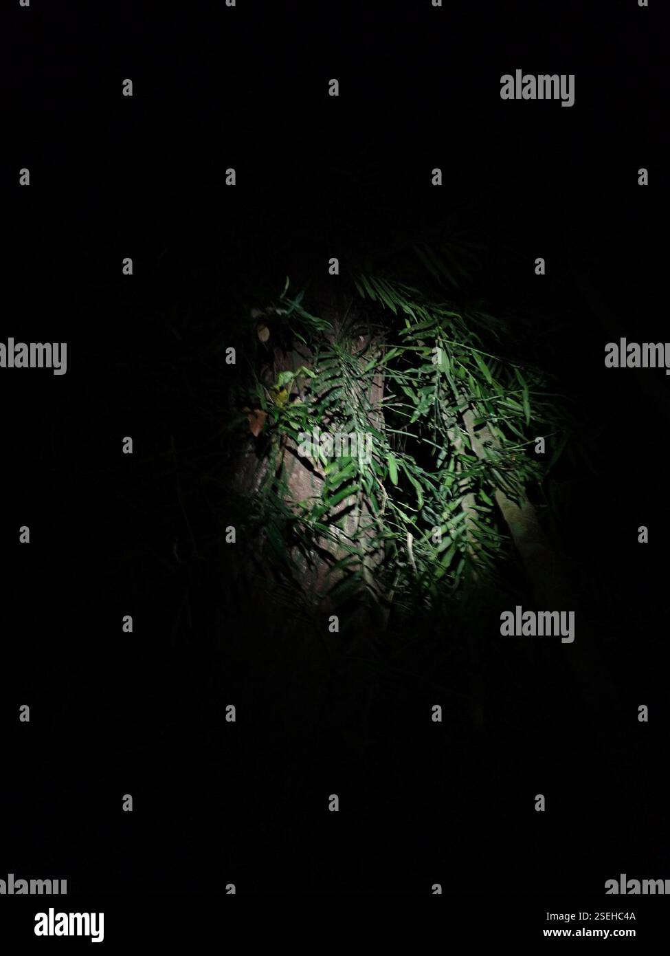 candle vine (Pothos longipes), Plantae, Wongabel QLD 4883, Australia ...