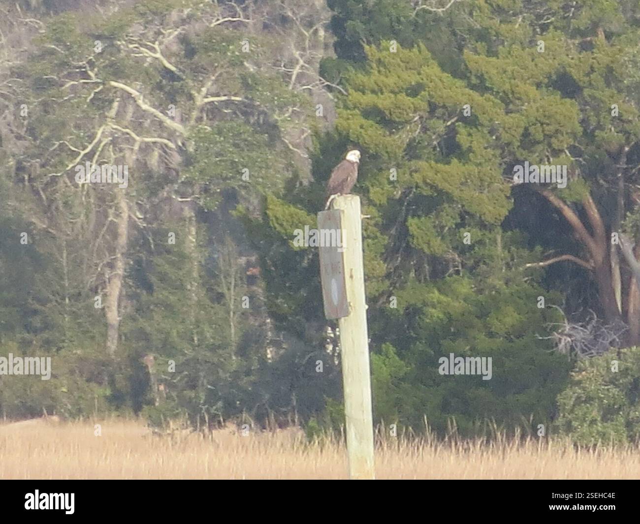 Bald Eagle (Haliaeetus leucocephalus), Aves, Beaufort County, SC, USA ...