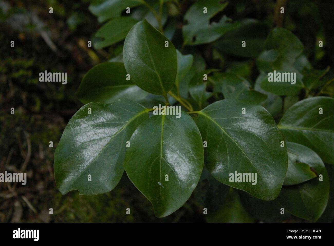 New Zealand Broadleaf (Griselinia littoralis), Plantae, Westland ...