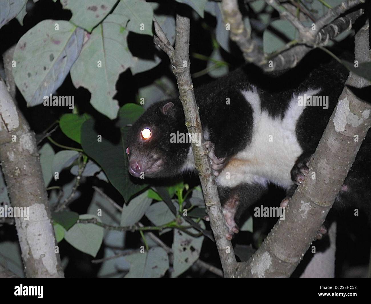 Herbert River Ring-tailed Possum (Pseudochirulus herbertensis ...