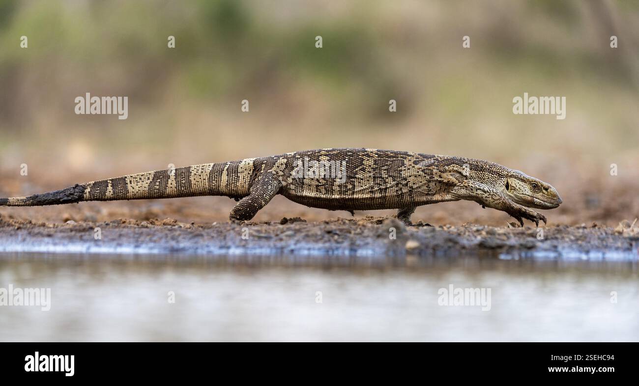 White-throated monitor lizard (Varanus albigularis) Zimanga, South ...