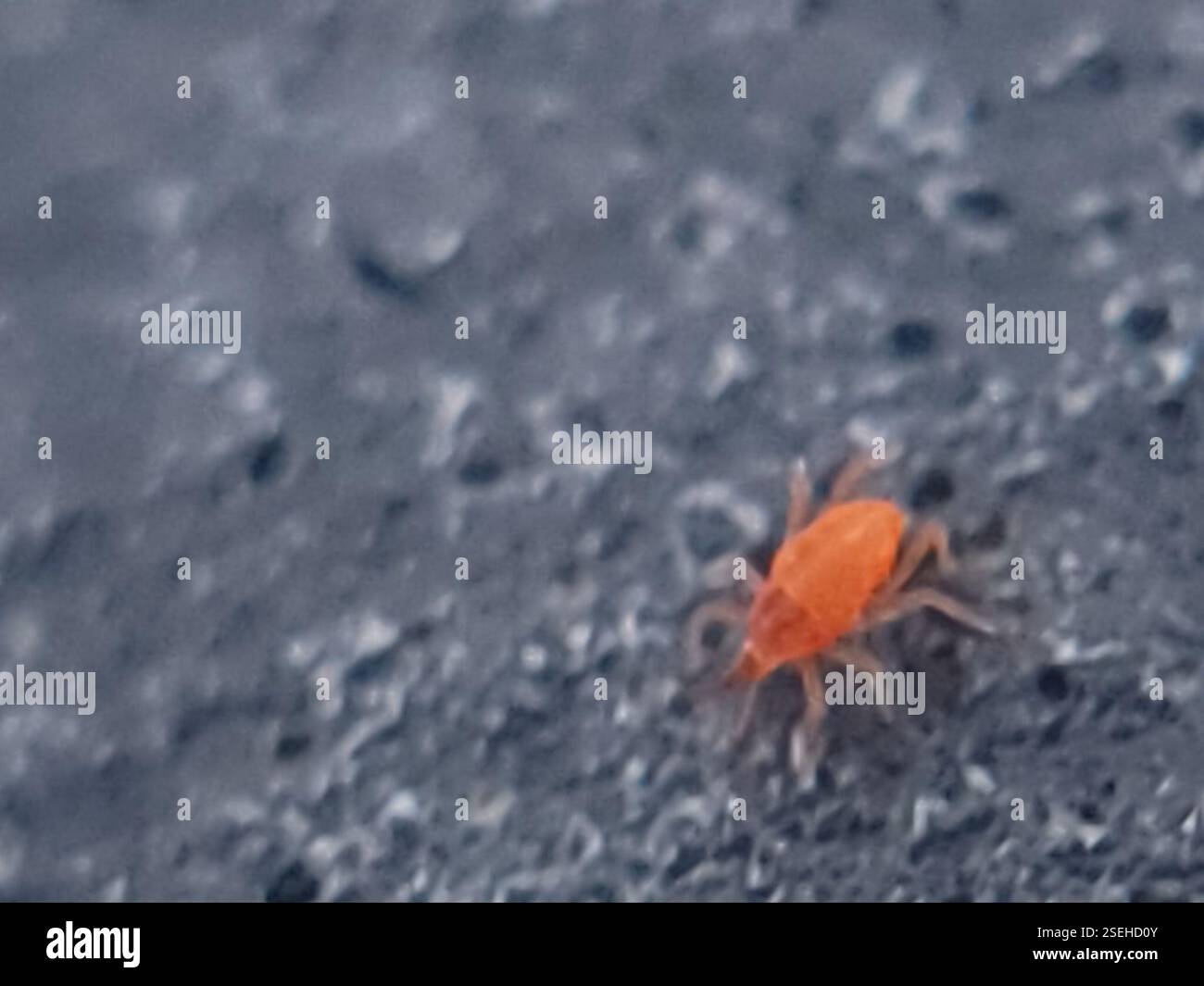 Snout Mites (Bdellidae), Arachnida, Cupertino, CA, USA Stock Photo - Alamy