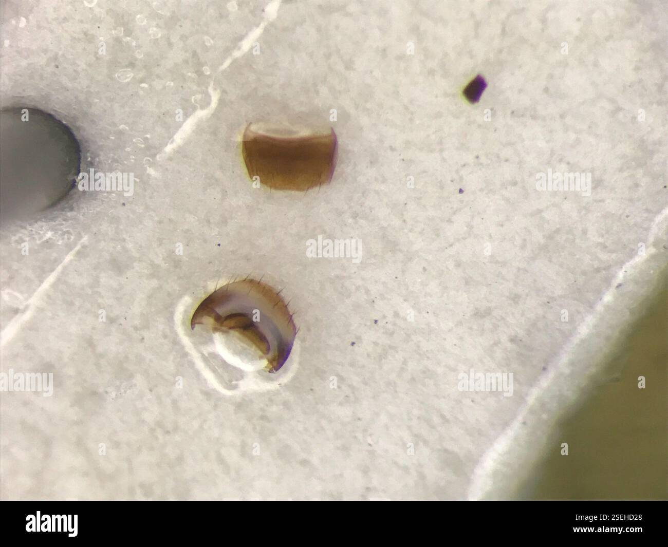 (Atheta remulsa), Insecta, Capitale-Nationale, QC, Canada, Species ID ...