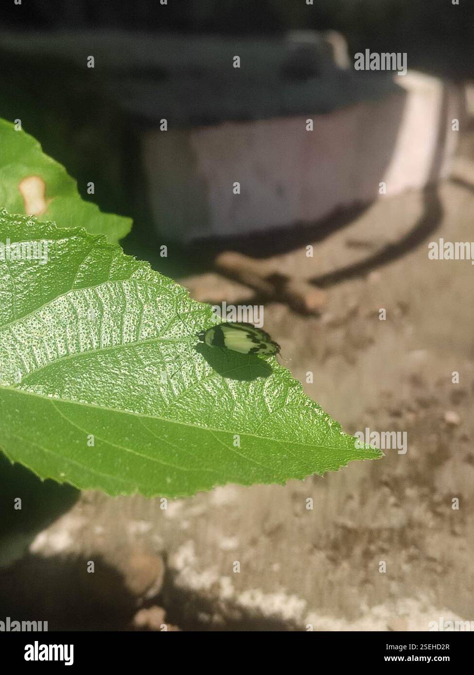 Straight Pierrot (Caleta roxus), Insecta, Hpa-An Stock Photo - Alamy