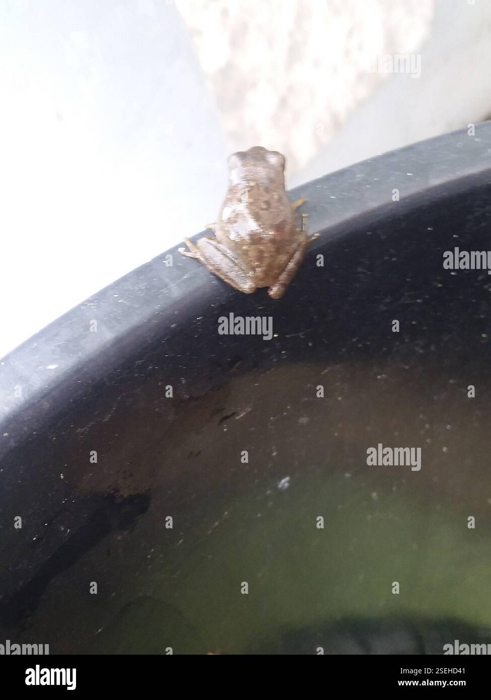 Squirrel Treefrog (Hyla squirella), Amphibia, 0 Windsor Forest ...