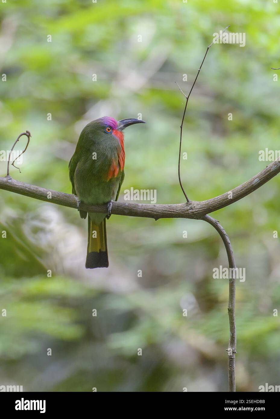 Red-bearded bee-eater on perch, (Nyctyornis amictus) Animals, Birds ...