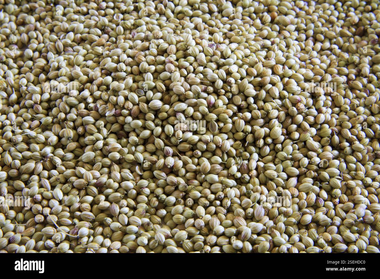 Indian spice, Coriander seeds Dhania Coriandum sativum Stock Photo - Alamy