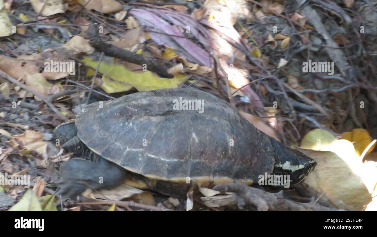 Malayan Snail-eating Turtle (Malayemys macrocephala), Reptilia, Бангкок ...