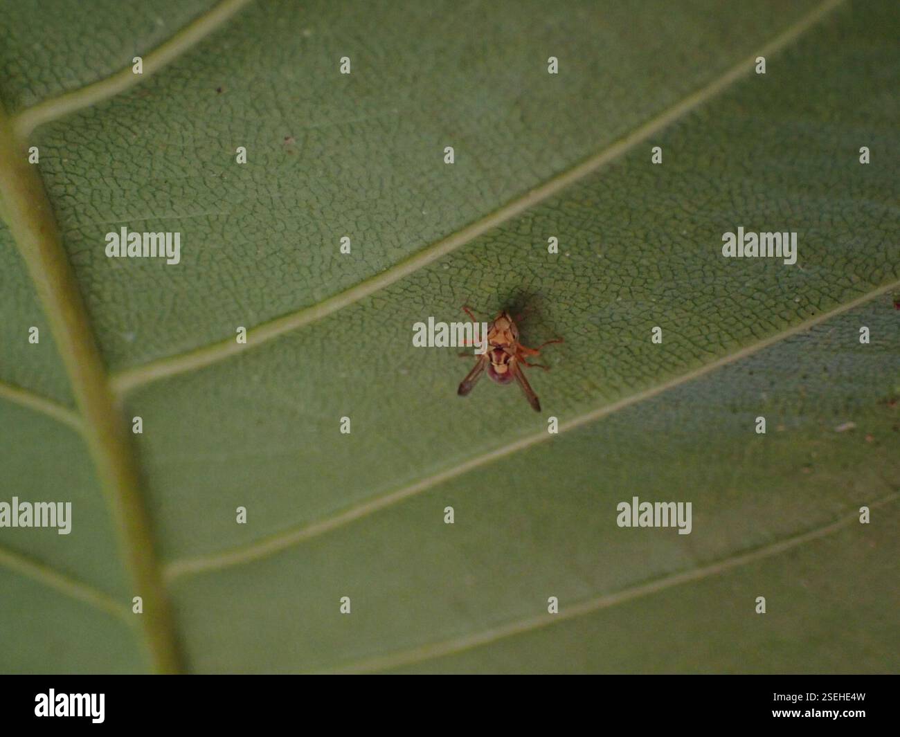 Paper Wasps (Polistinae), Insecta, Cooktown QLD 4895, Australia Stock ...