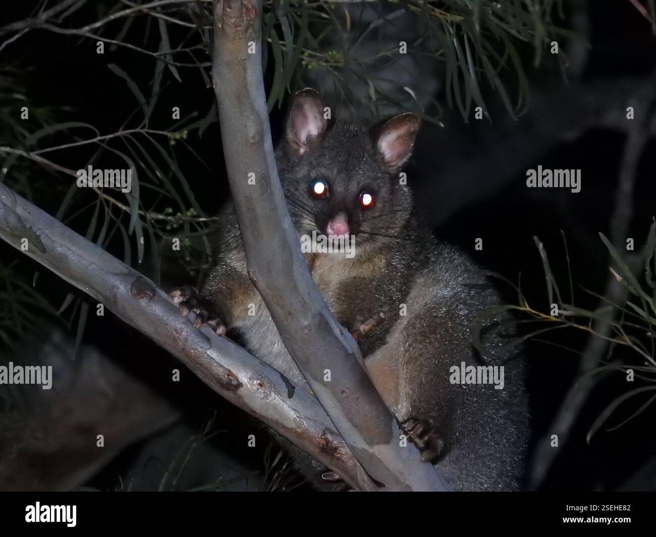 Common Brushtail Possum (Trichosurus vulpecula), Mammalia, Hobart TAS ...