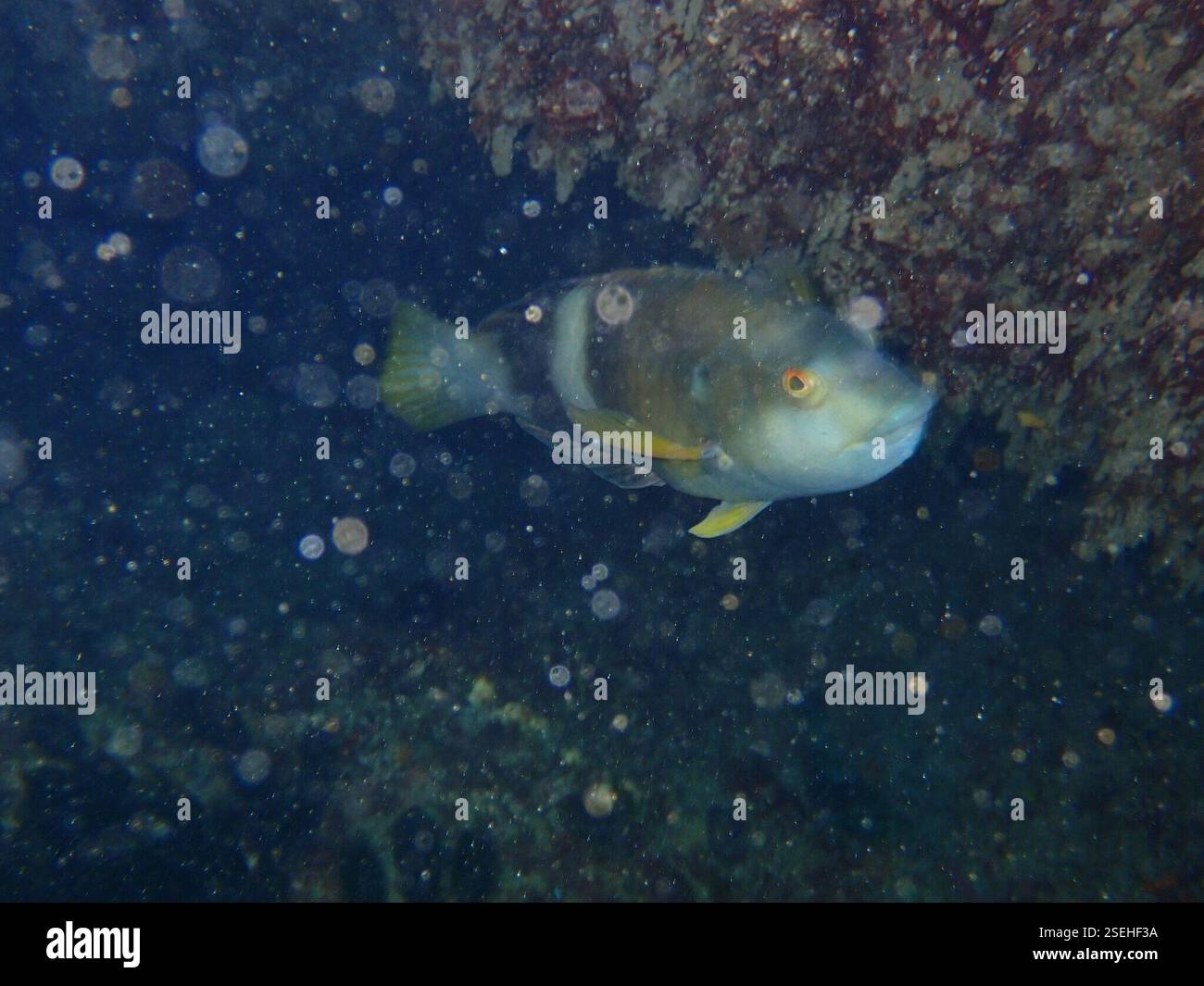 Bluethroat Wrasse (Notolabrus tetricus), Actinopterygii, Queenscliffe ...